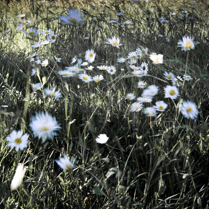 Crazy Daisies stock image. Image of colorful, spring, flowers - 84351