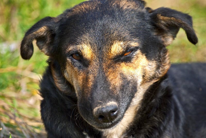 Crazy dog stock photo. Image of unique, animal, grass - 16759788