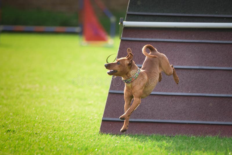 Crazy Dog is Running Agility a-frame. Stock Photo - Image of herd ...