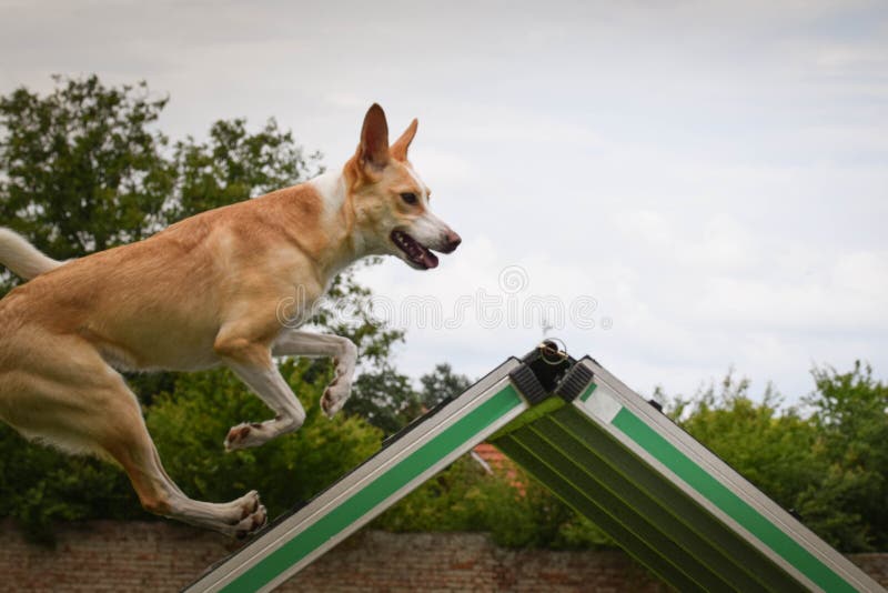 Crazy Dog is Running Agility a-frame. Stock Image - Image of animal ...