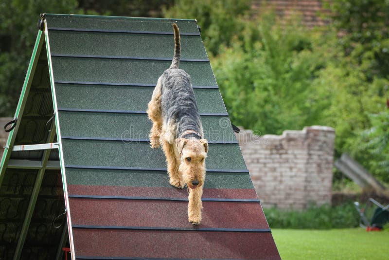 Crazy Dog is Running Agility a-frame. Stock Photo - Image of grass ...