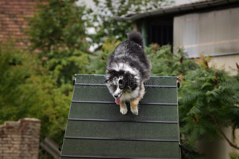 Crazy Dog is Running Agility a-frame. Stock Photo - Image of domestic ...
