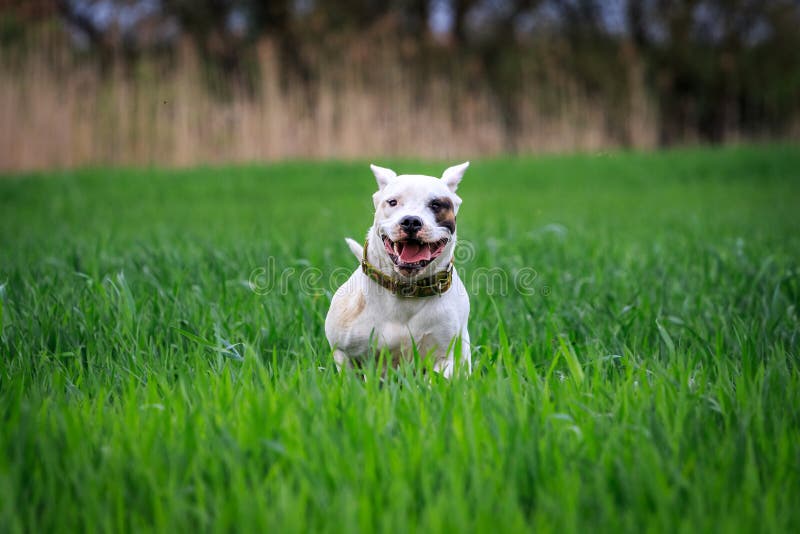 Crazy dog stock image. Image of funny, crazy, smile, meadow - 41845947