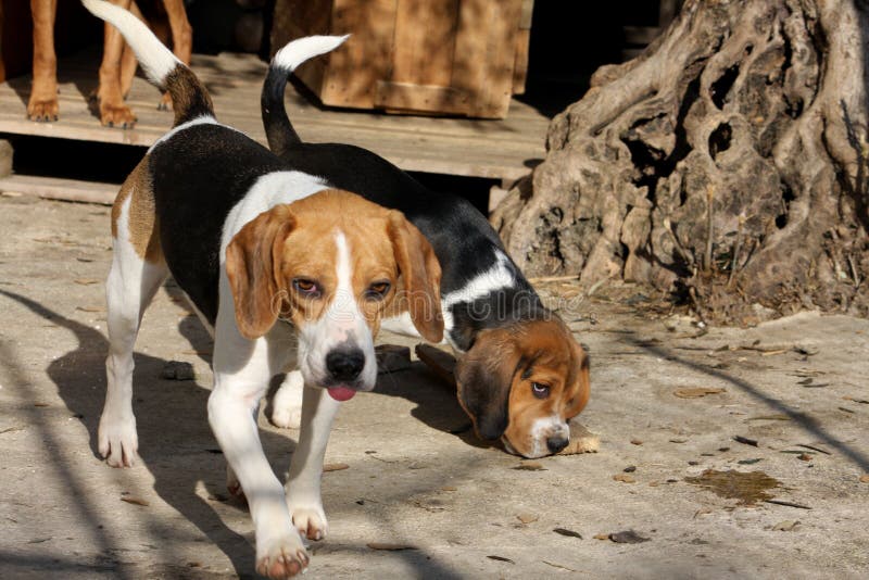 Crazy Dogs stock image. Image of beautiful, animal, breed - 18004489