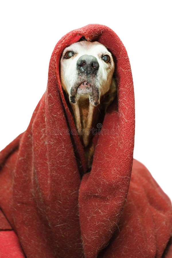 Crazy emperor dog stock photo. Image of eyes, snout, dirty - 6369076