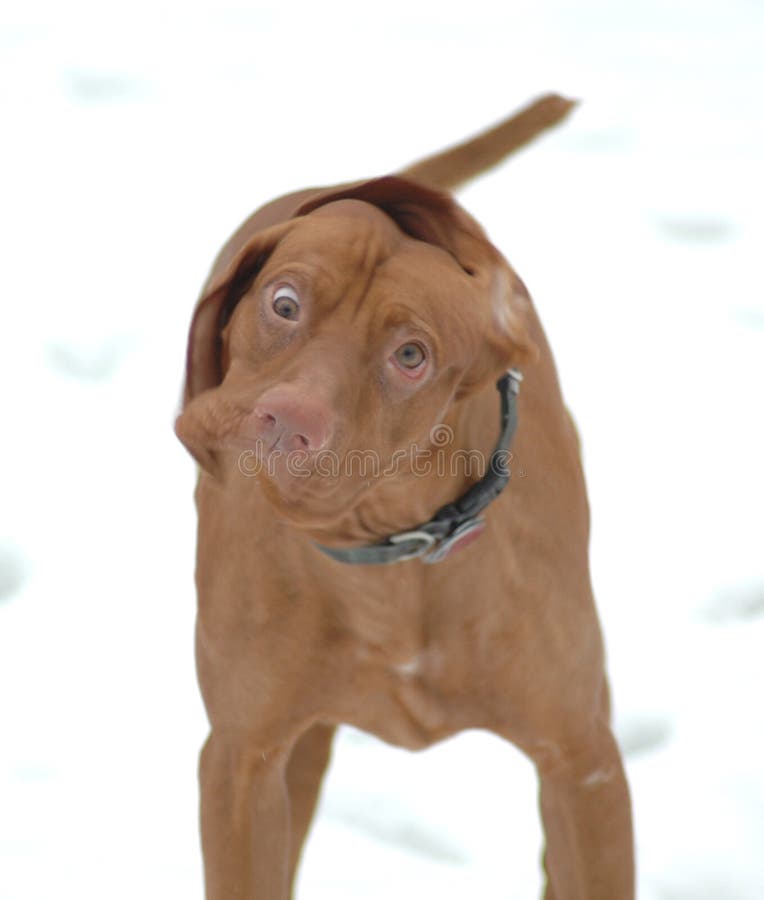 Crazy Eyes stock image. Image of mammal, animal, domestic - 1059637