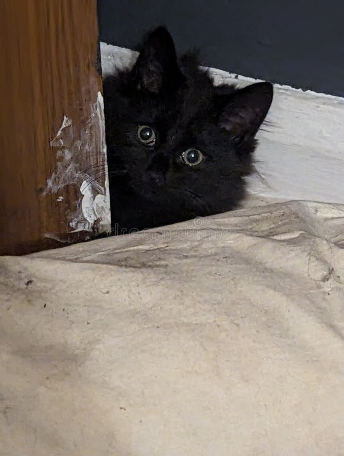 Crazy eyes cute cat stock photo. Image of black, cute - 356814076