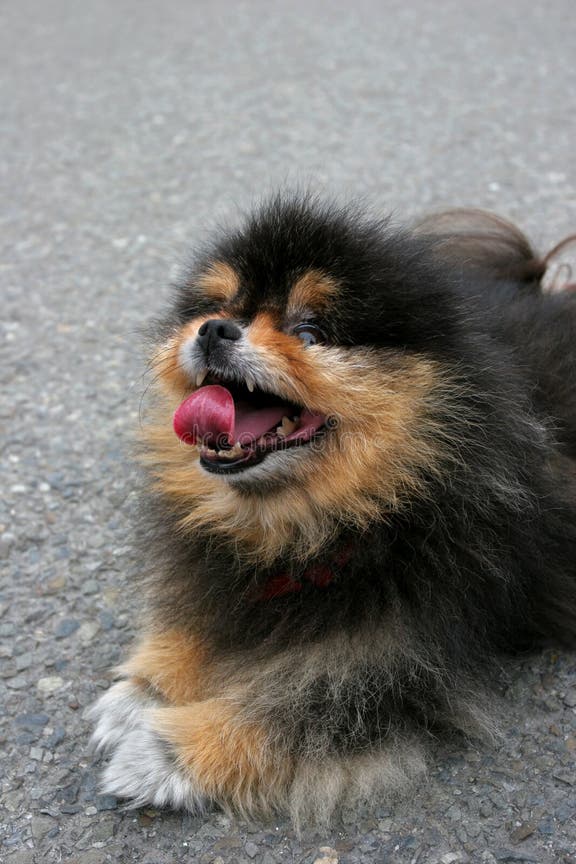 Crazy Face stock image. Image of crazy, special, vicious - 1436727