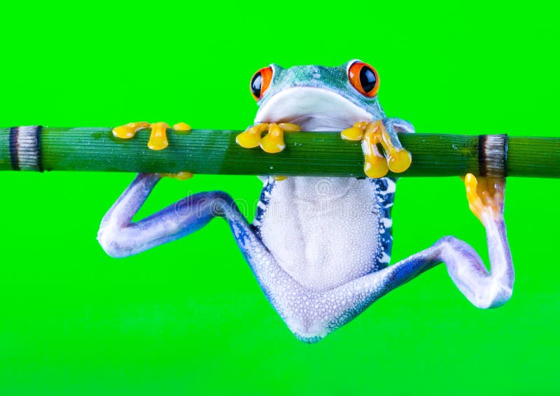 Crazy frog stock image. Image of clambering, bizarre, agalychnis - 1940695