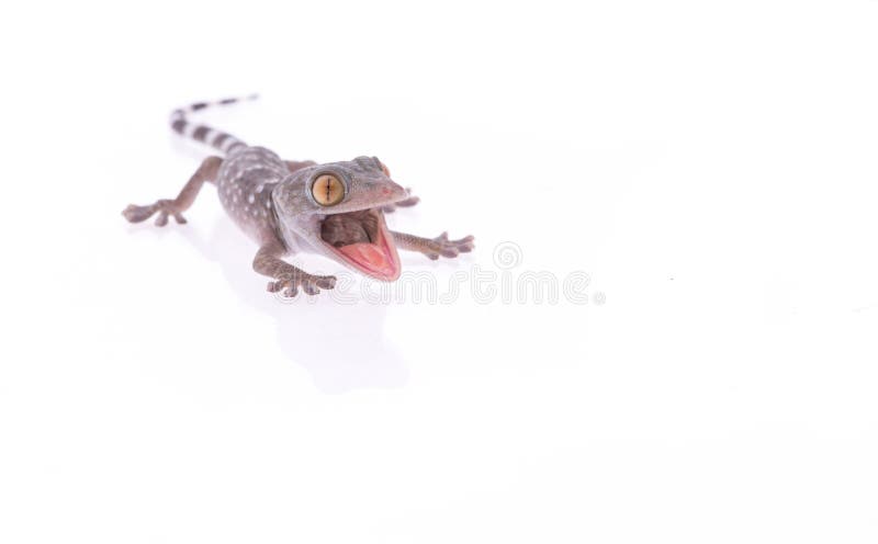 Angry Gecko Threat Display In Costa Rica Stock Photo - Image of rica ...