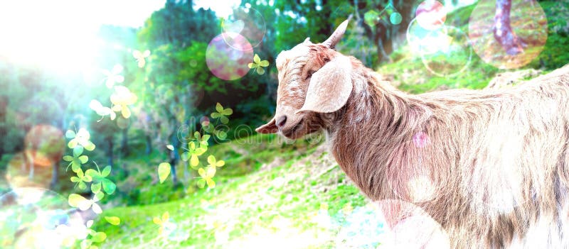 Crazy Goat on Forest or Jungle Stock Image - Image of crazy, goats ...