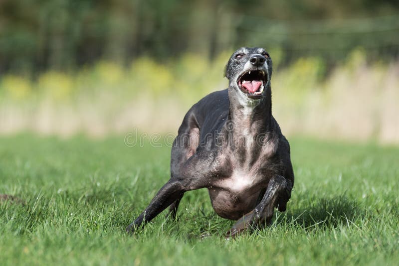 358 Greyhound Smile Stock Photos - Free & Royalty-Free Stock Photos ...