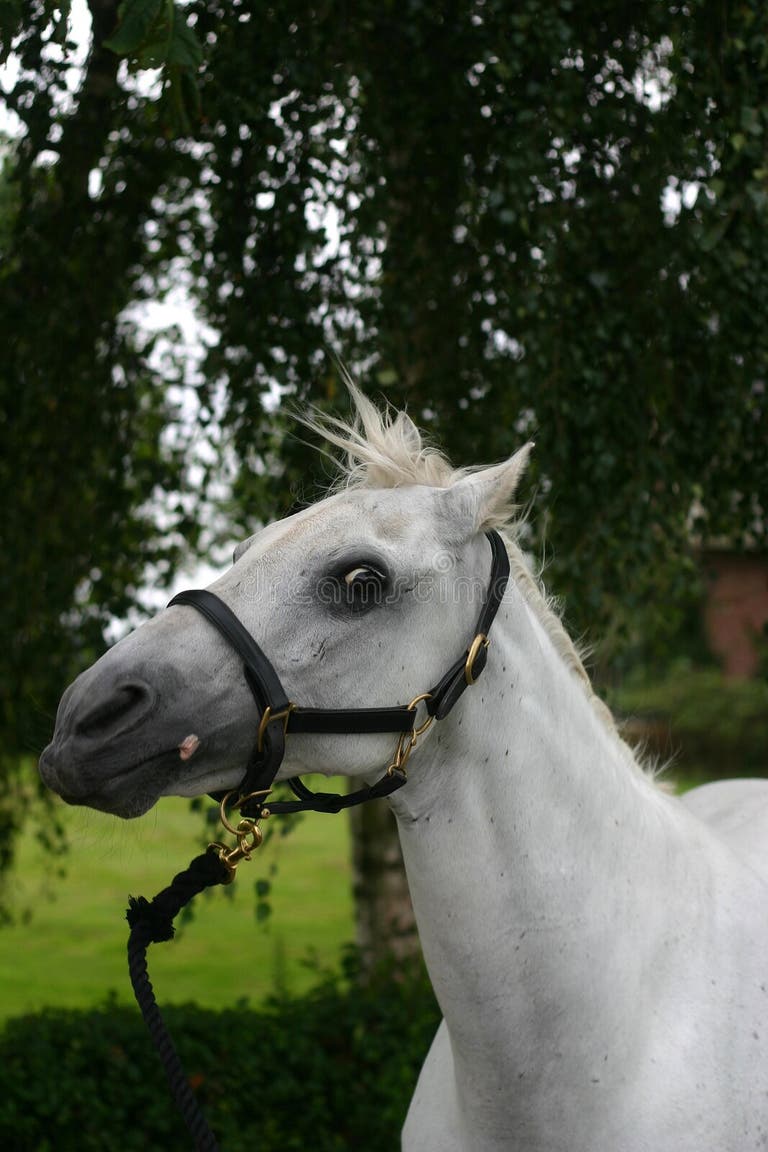 303 Scared Horse Stock Photos - Free & Royalty-Free Stock Photos from ...