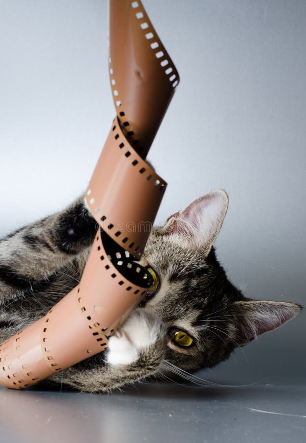 Crazy Kitten and Film Strip Stock Image - Image of claws, playing ...