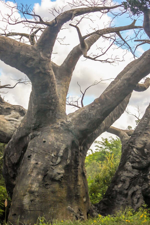 Crazy Leafless Tree Closeup Vertical Stock Image - Image of little ...