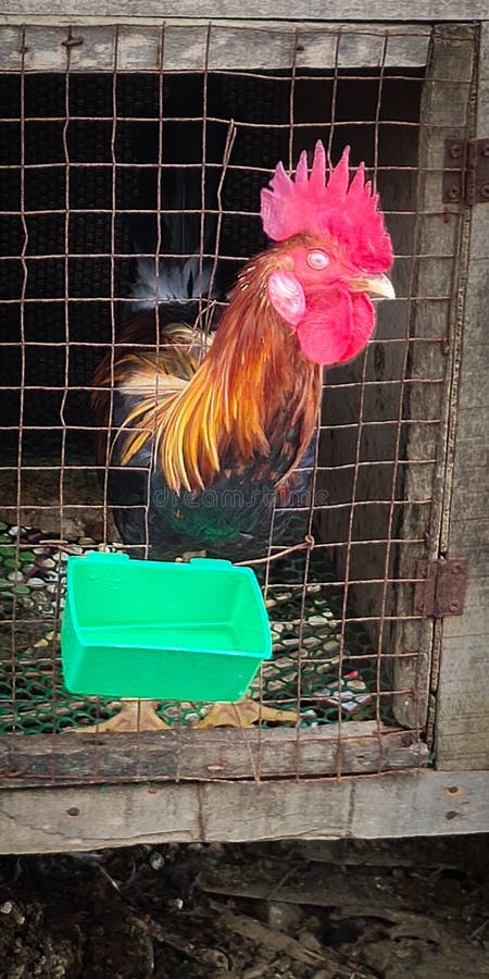 Crazy Looking Cockrell with His Head Outside His Cage. Philippines ...