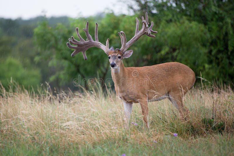 Massive Whitetail Buck Side View Stock Photos - Free & Royalty-Free ...