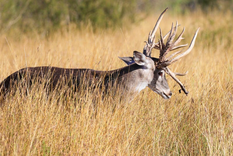 Odd Looking Rack on Whitetail Buck Stock Image - Image of landscape ...