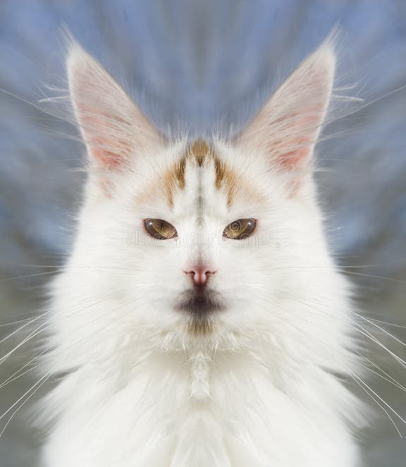 Twee Computer Background Stock Photos - Free & Royalty-Free Stock ...