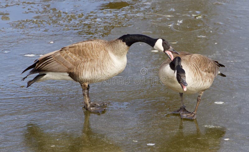 Crazy Goose Stock Photos - Free & Royalty-Free Stock Photos from Dreamstime