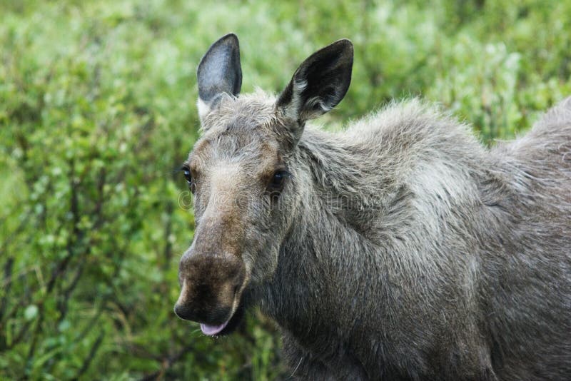 Crazy moose stock image. Image of alaska, reflection, drool - 906557