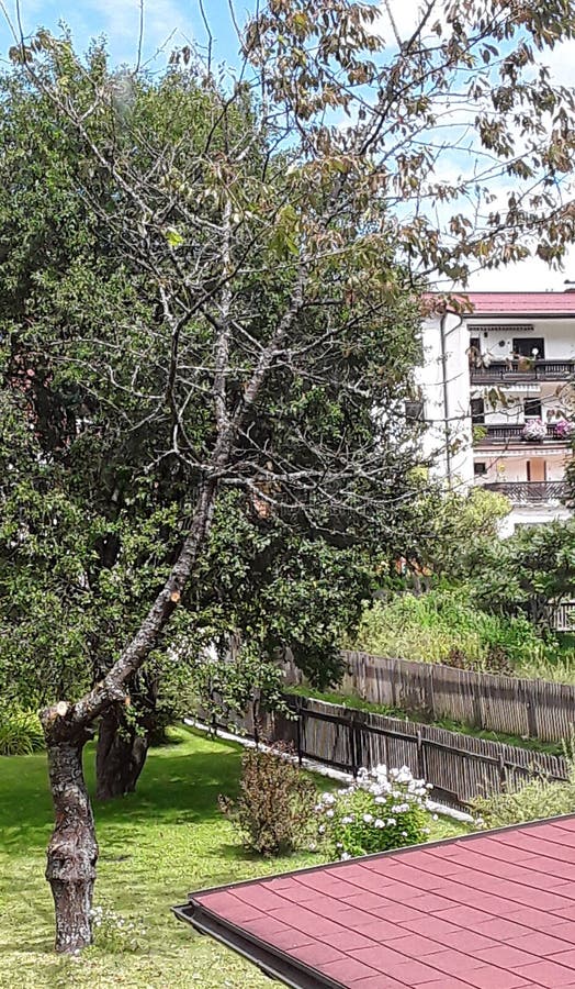 Crazy One Side Tree Stock Photos - Free & Royalty-Free Stock Photos ...