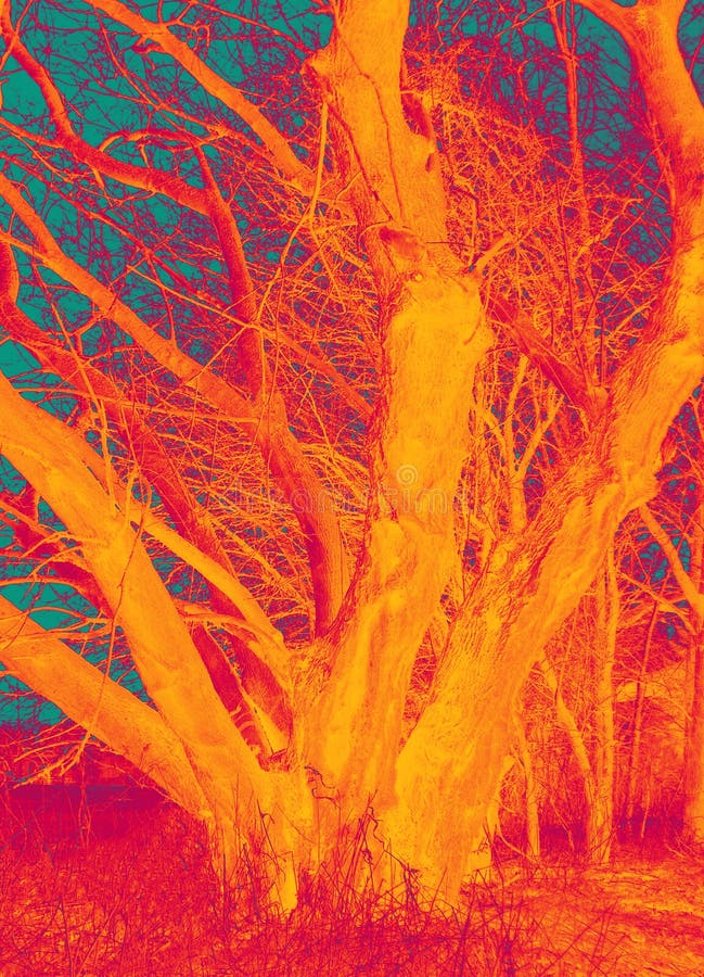 Crazy Orange Tree Art stock illustration. Illustration of clump - 4811739