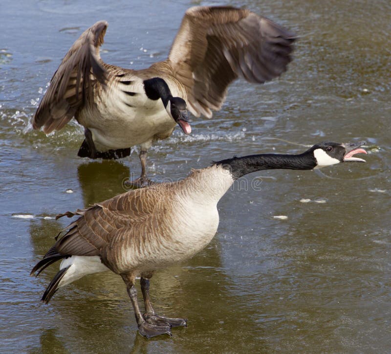 Crazy Goose Stock Photos - Free & Royalty-Free Stock Photos from Dreamstime