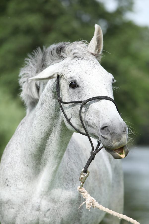 Portrait of White English Thoroughbred Horse in Front of River Stock ...
