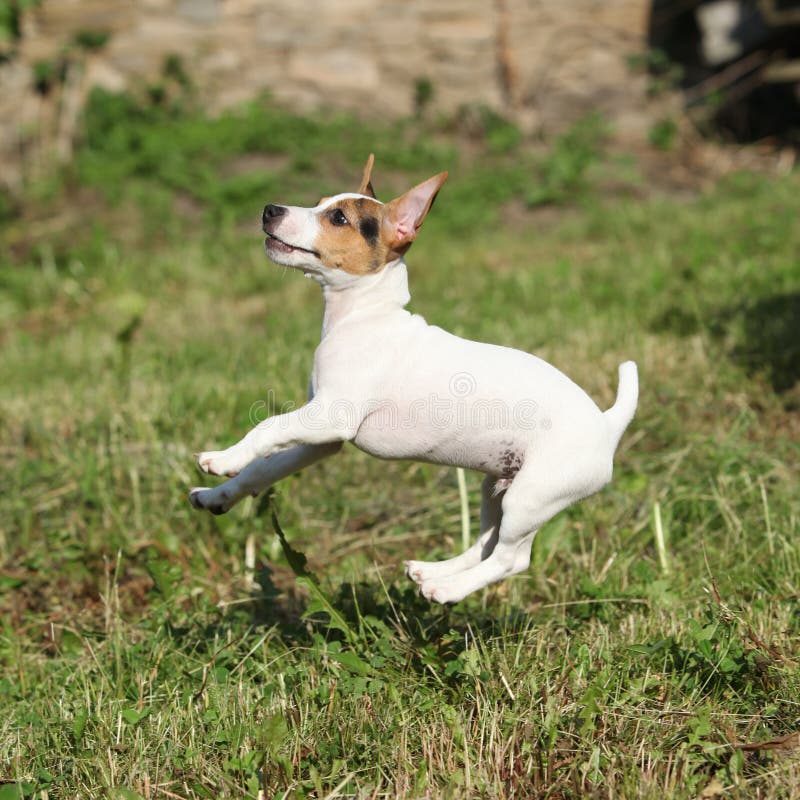 Crazy Puppy of Jack Russell Terrier Jumping Stock Image - Image of ...