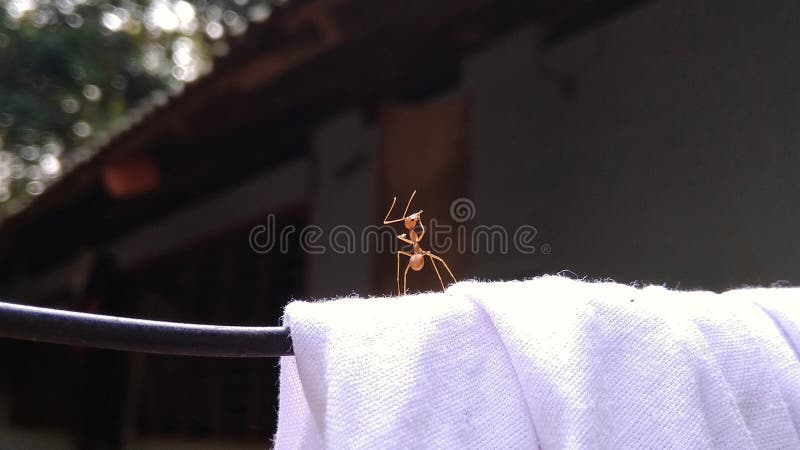 364 Ant Stand Stock Photos - Free & Royalty-Free Stock Photos from ...