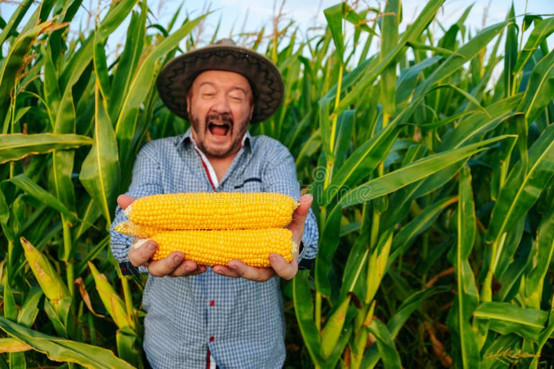 Crazy Screaming Elderly Worker Looking at Camera in a Cornfield, Man ...
