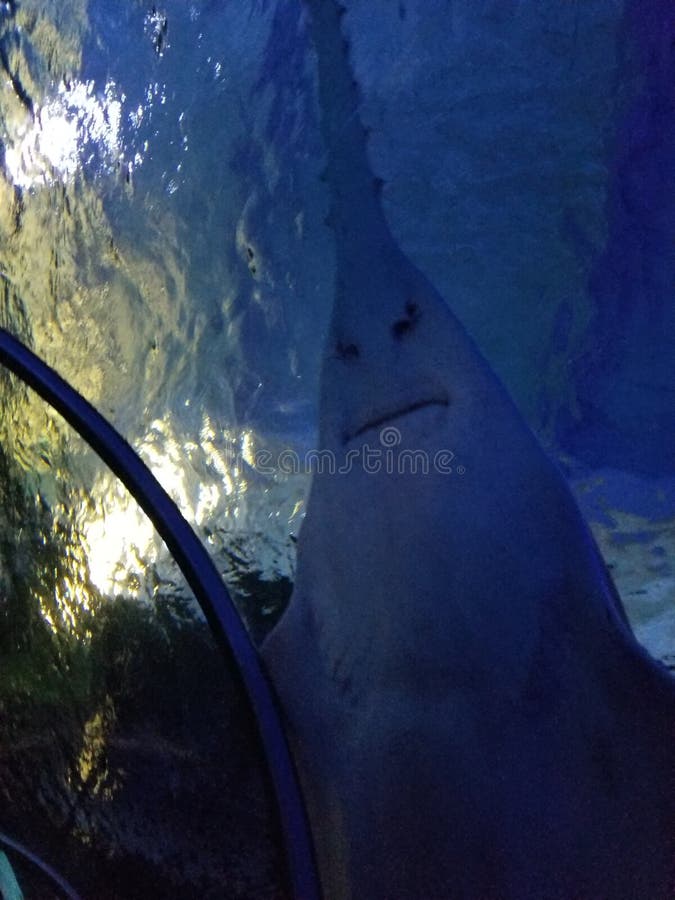 Crazy shark stock image. Image of crazy, shark, hanging - 113011697