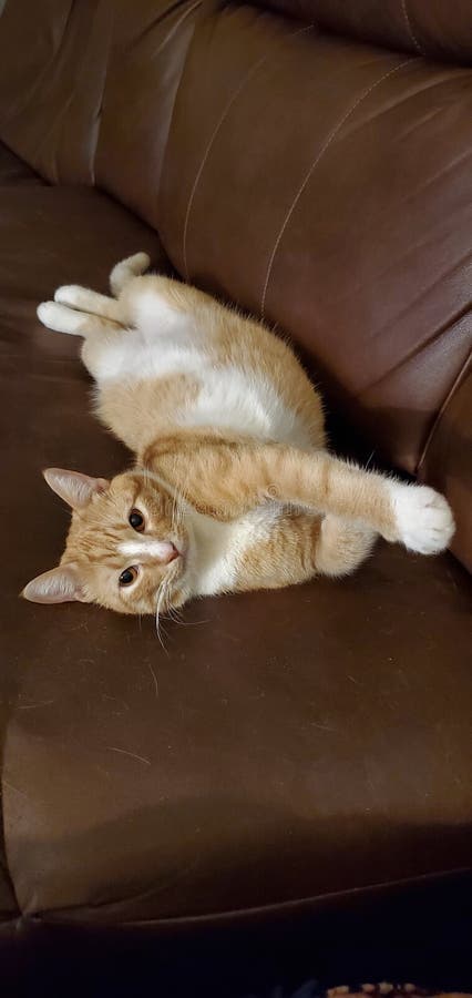 Crazy silly fun loving cat stock image. Image of head - 243992737