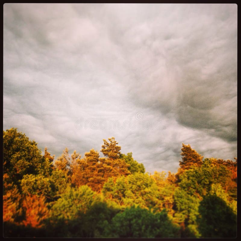 Crazy sky stock image. Image of wooden, tree, trees, rainy - 43299669