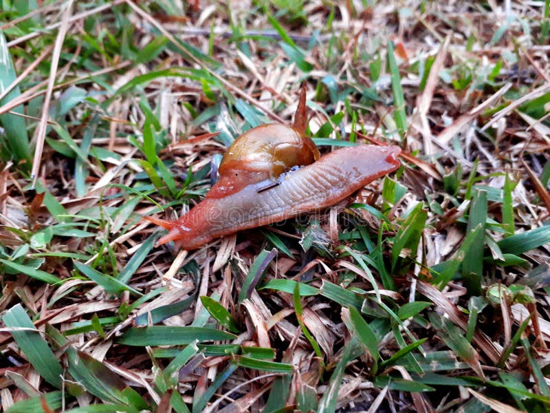 Crazy Snail Playing and Crawling in Grass Stock Image - Image of marine ...