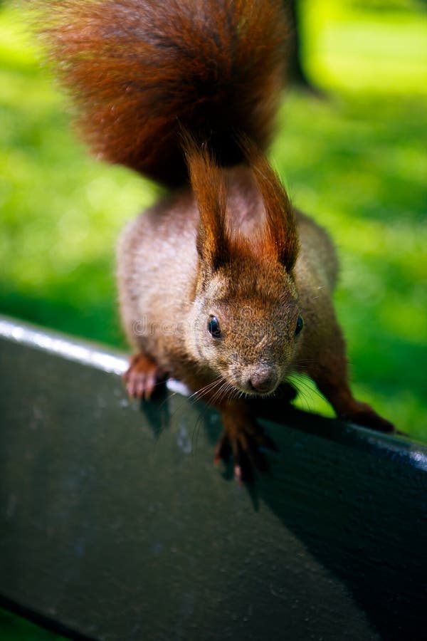 191 Crazy Squirrel Stock Photos - Free & Royalty-Free Stock Photos from ...