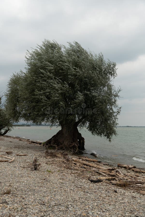 Crazy Tree at the Lake of Constance in Bregenz in Austria Stock Photo ...