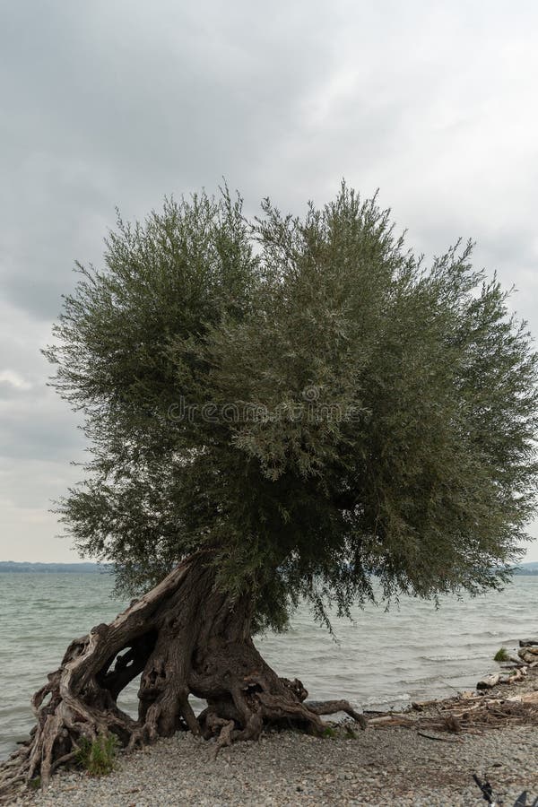Crazy Tree at the Lake of Constance in Bregenz in Austria Stock Photo ...