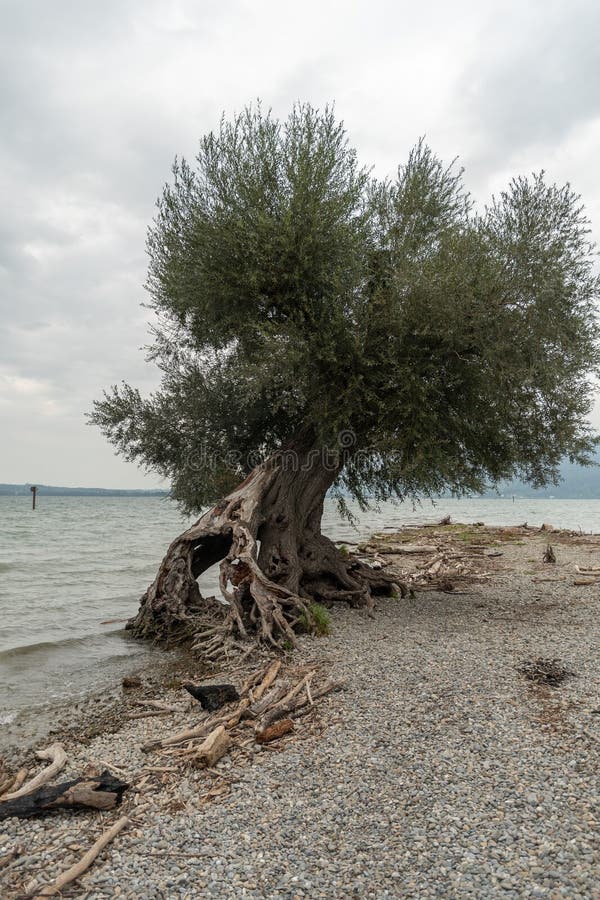 Crazy Tree at the Lake of Constance in Bregenz in Austria Stock Photo ...