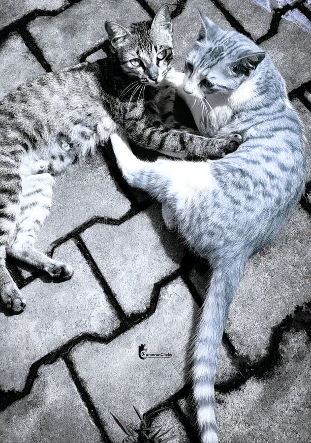 Crazy Two cats stock photo. Image of whiskers, snow - 200060050