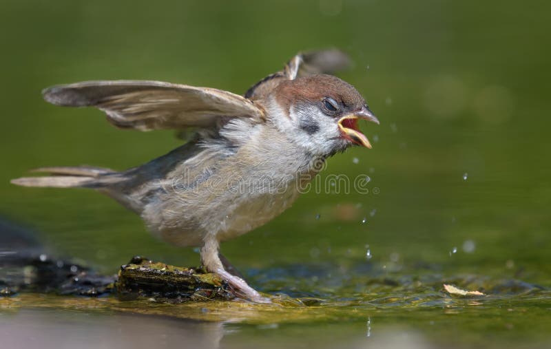 Crazy Young Eurasian Tree Sparrow Jumping into Water with Open Wings ...