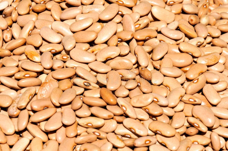 Cream beans stock photo. Image of macro, vegetable, bean - 25988590