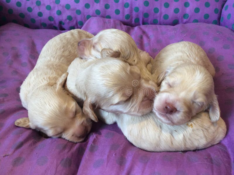 Cream buff cockapoo s stock photo. Image of sleeping - 75393226