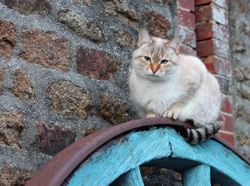 Cat on a wheel stock photo. Image of stone, cartwheel - 171911156