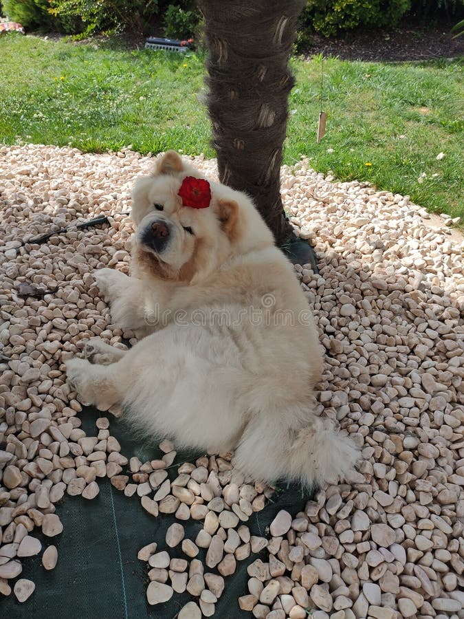 Cream Chow-chow Dog with a Red Rose Stock Image - Image of garden ...