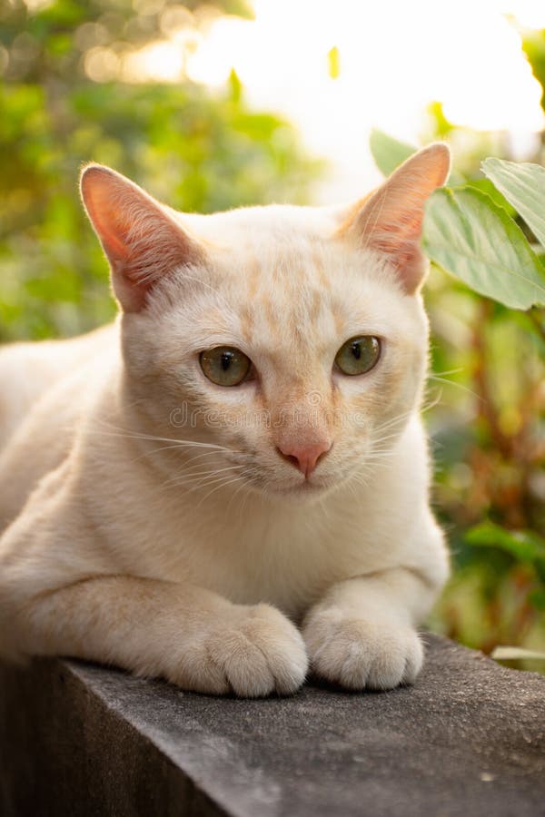 Cream Color Cat are Looking for Prey on Sunset Light Background. Stock ...
