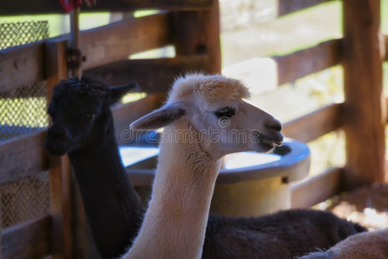 A Cream Colored Alpaca on a Farm. Stock Image - Image of livestock ...