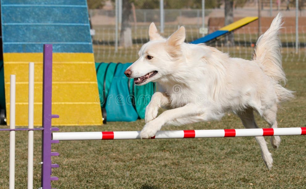 Cream Colored Border Collie Going Over an Agility Jump Stock Photo ...