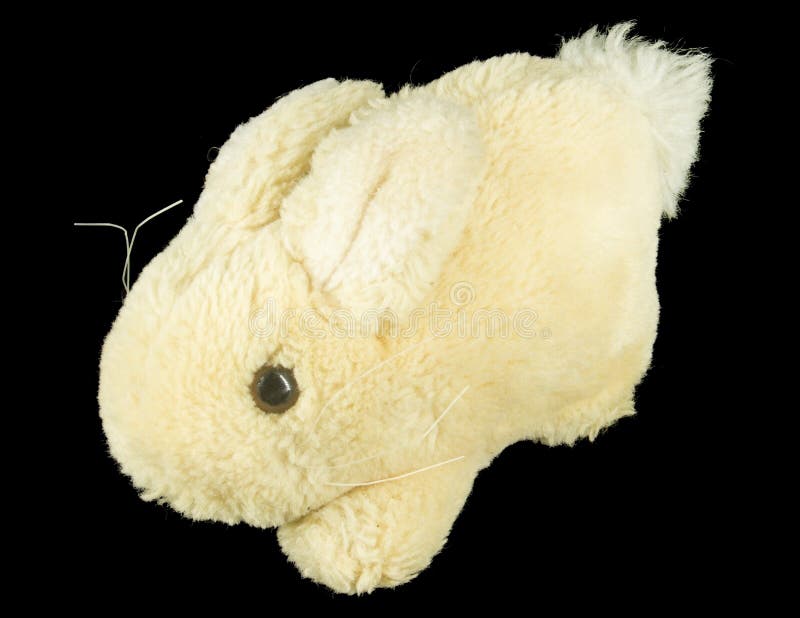 Cream Colored Bunny stock image. Image of isolated, fluffy - 167199985